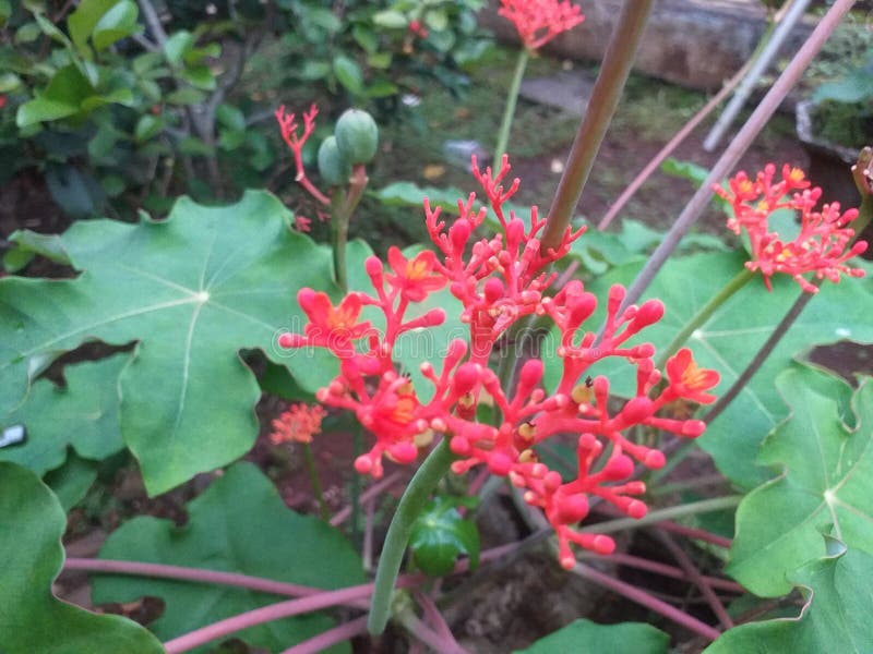 Flower of castor plant stock photo. Image of tree, leaf - 204068994