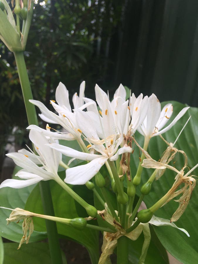 Flower cempaka putih stock image. Image of indonesian - 222837219