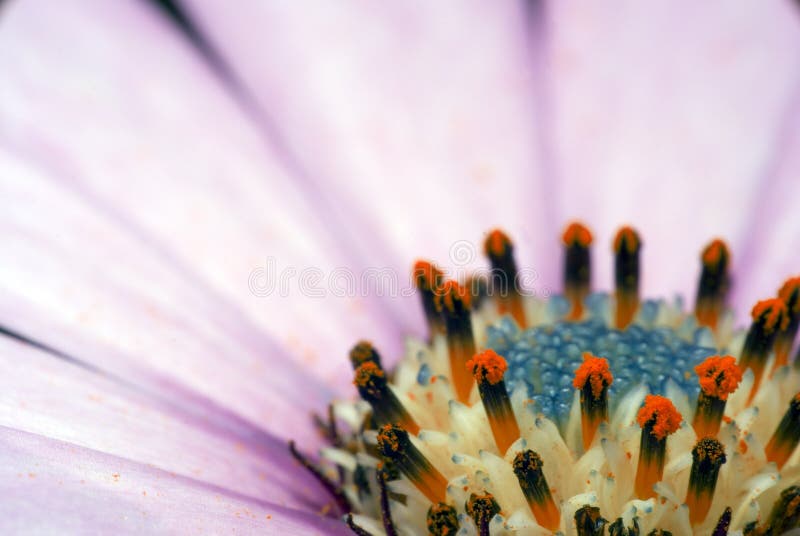 Flower Center Picture. Image: 4887840