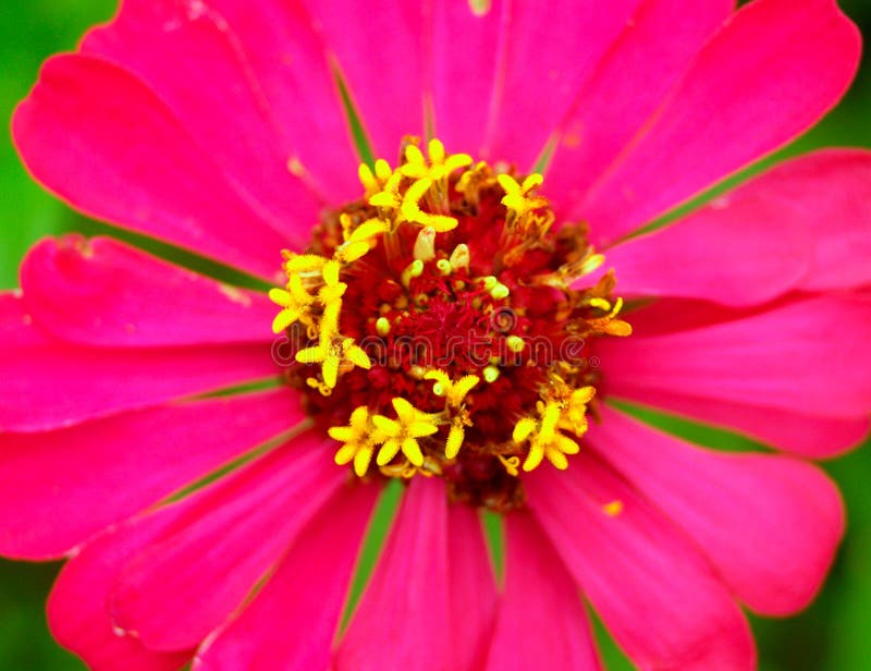 Flower center stock image. Image of nursery, florist, flourish - 655823