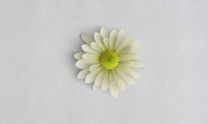 Center Cosmos Flower White Paper Texture Wallpaper Nature Background ...