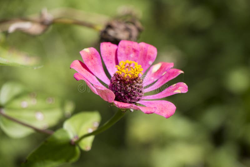 Flower-ception stock photo. Image of detail, flower, inside - 46220726