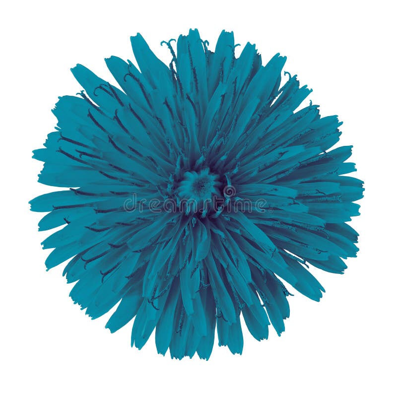 Flower Cerulean Rose Isolated on White Background. Close-up Stock Photo ...