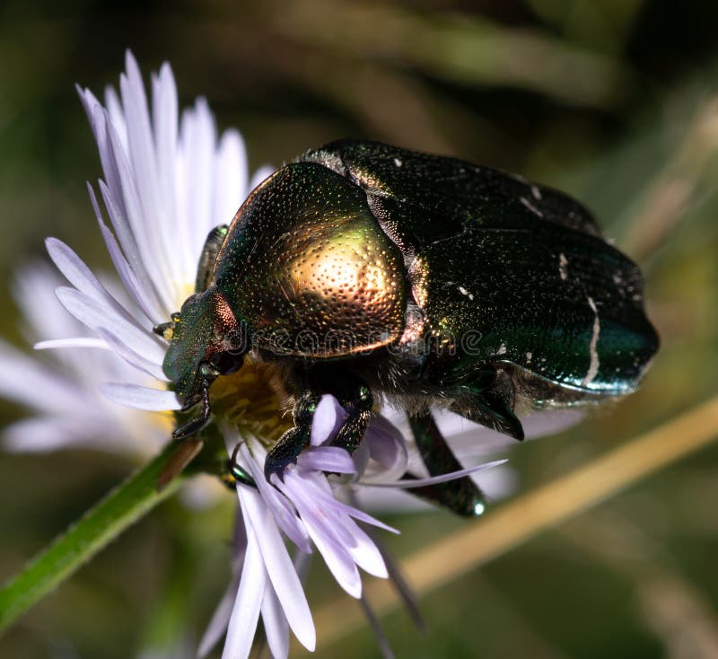 Flowerbeetles Stock Photos - Free & Royalty-Free Stock Photos from ...