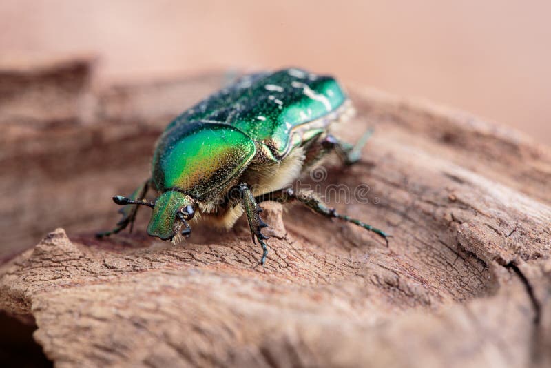 Flower chafer stock photo. Image of bright, scarab, chafer - 248795238