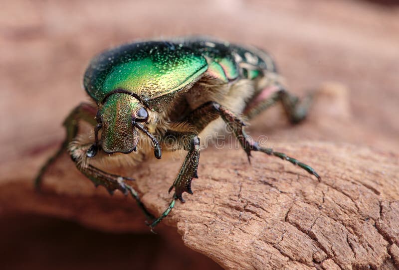 Flower chafer stock image. Image of shiny, detail, portrait - 248795461