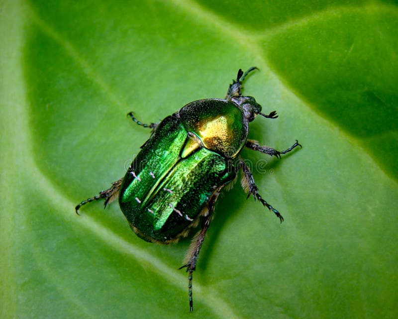 The Flower Chafer on a Leaf Stock Photo - Image of wildlife, garden ...