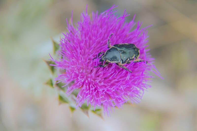 Flower Chafers: Captivating Insects Up Close Stock Image - Image of ...