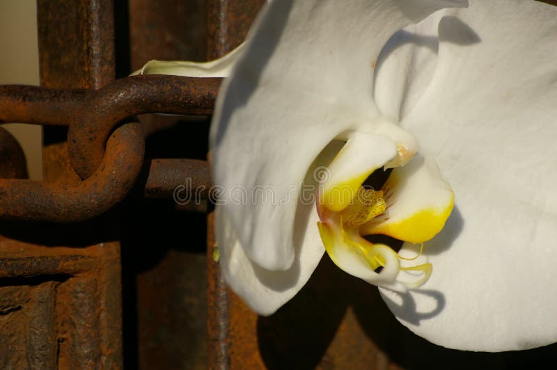 Flower and chain stock image. Image of brown, gate, lily - 240867