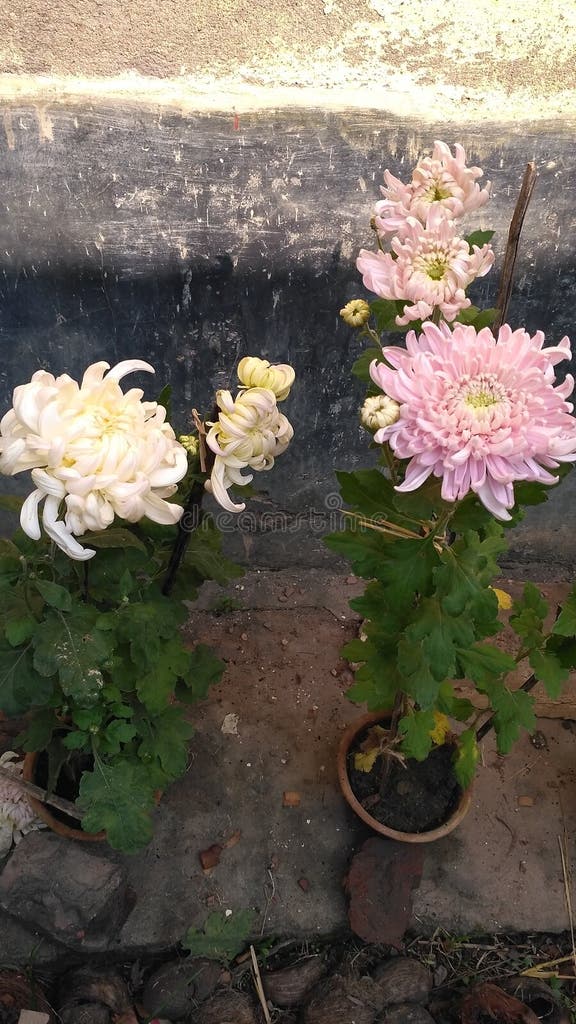 Flower stock image. Image of chandra, flower, mollika - 81753129