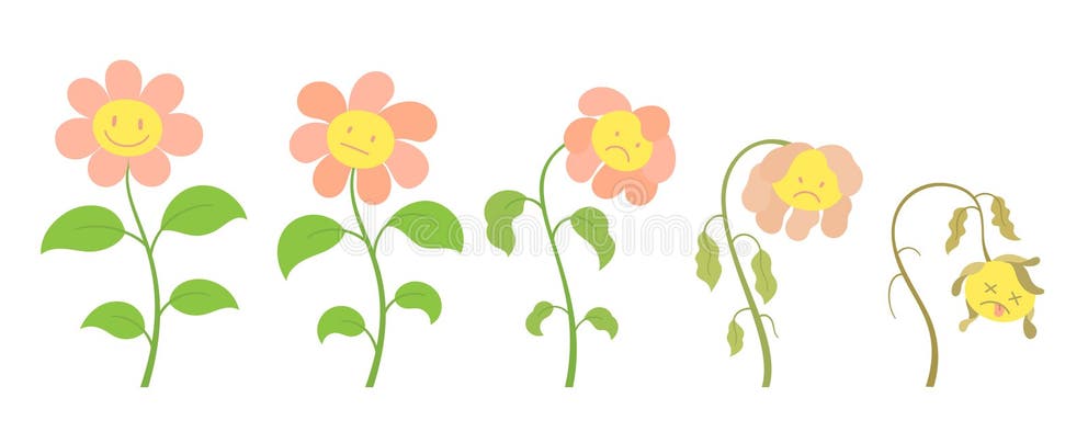 Flower Character Process of Withering. Vector Illustration. Stock ...