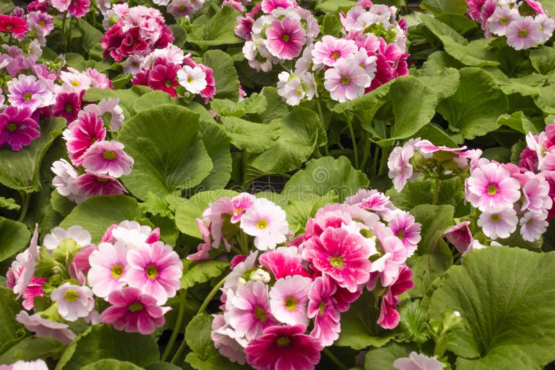 Beautiful of Spring Primroses Flowers Primula Polyanthus or Perennial ...