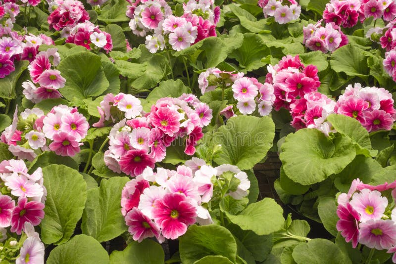 Beautiful of Spring Primroses Flowers Primula Polyanthus or Perennial ...