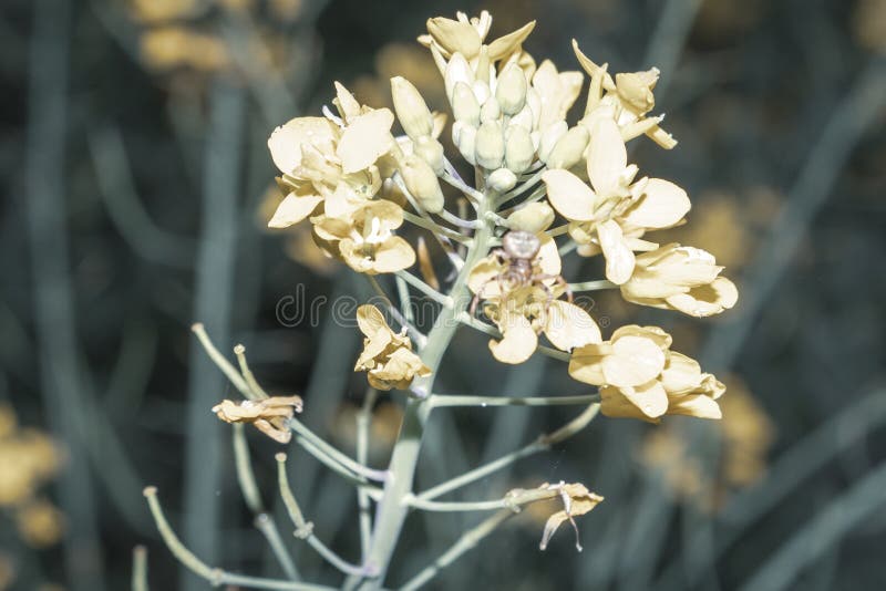 Rapeseed Plants with Spider Selective Focus Stock Photo - Image of ...