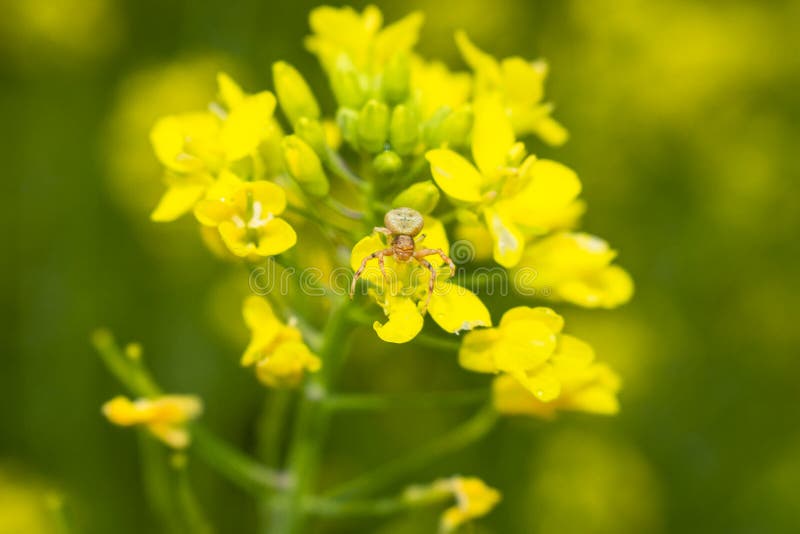 Rapeseed Plants with Spider Selective Focus Stock Photo - Image of ...