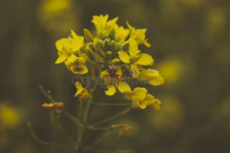 Rapeseed Plants with Spider Selective Focus Stock Image - Image of ...