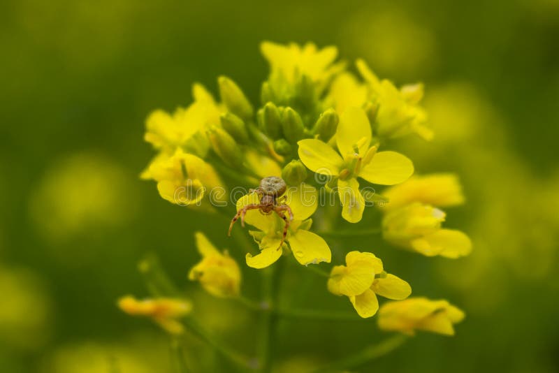 Rapeseed Plants with Spider Selective Focus Stock Photo - Image of ...