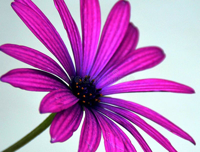 Violet on white background stock photo. Image of floral - 207540308