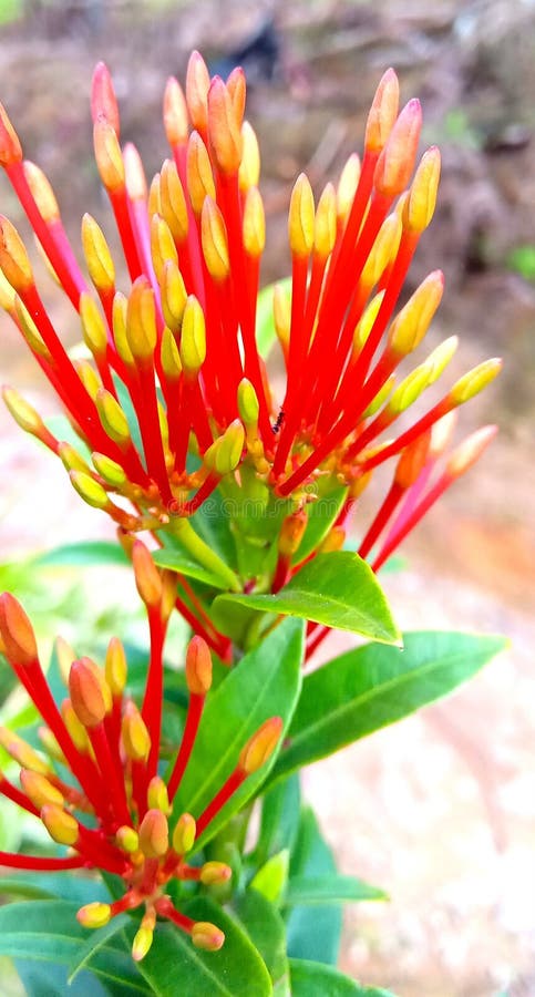 Flower Charm Color Unique Fresh Stock Image - Image of inspiration ...