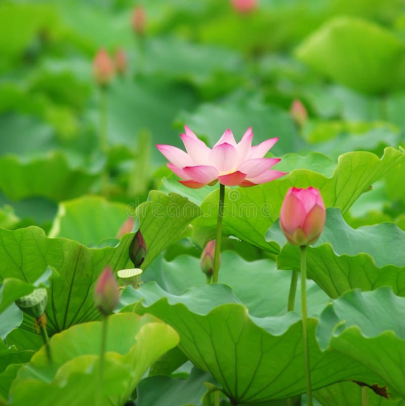 Unique Flowers stock image. Image of pretty, park, lillies - 73971