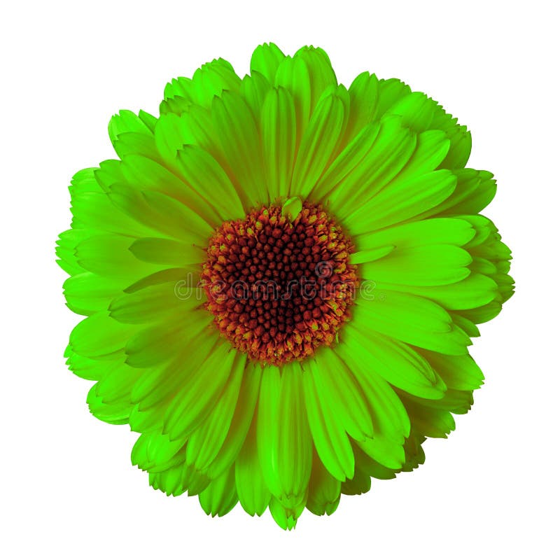 Flower Chartreuse Maroon Calendula Isolated on a White Background ...