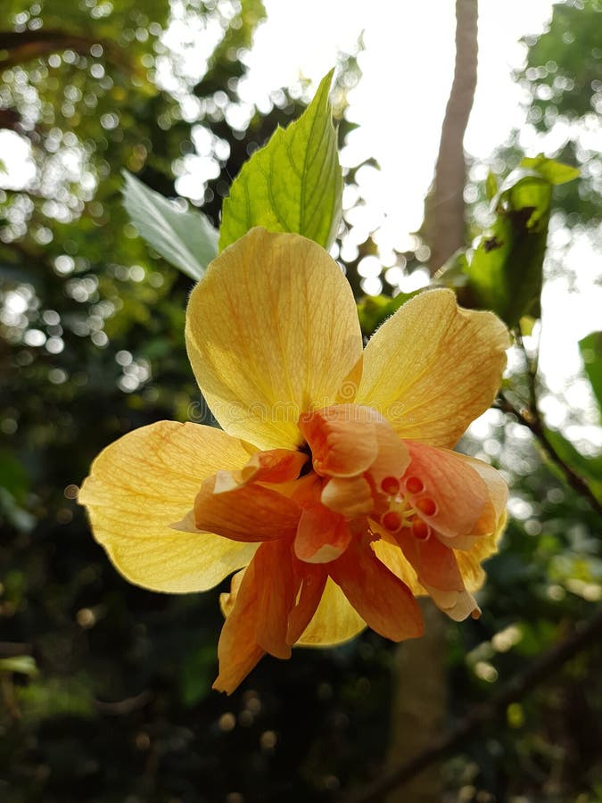 Flower, Chembarathi, Hibiscus, Rose of China Stock Image - Image of ...