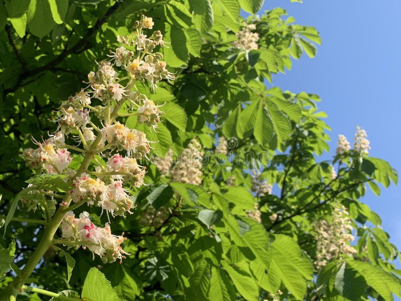A Flower on a Chestnut Tree. Blooming Chestnut in the Spring. the Green ...