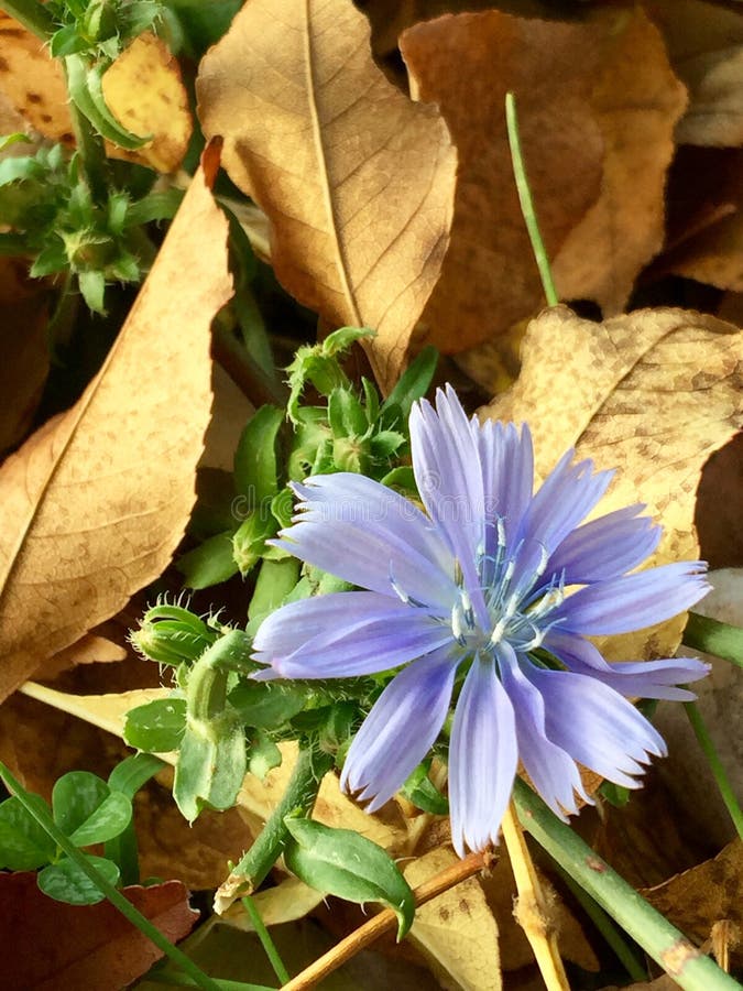 Flower Chicory with Brown Leaves in Nature Stock Photo - Image of ...
