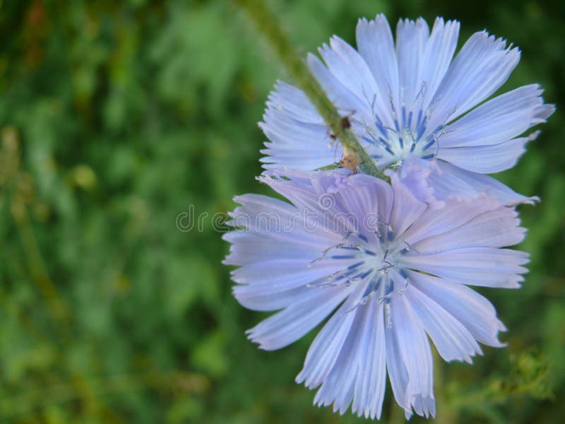Delicate Blue Flowers Forget-me-on Stock Photo - Image of beautiful ...