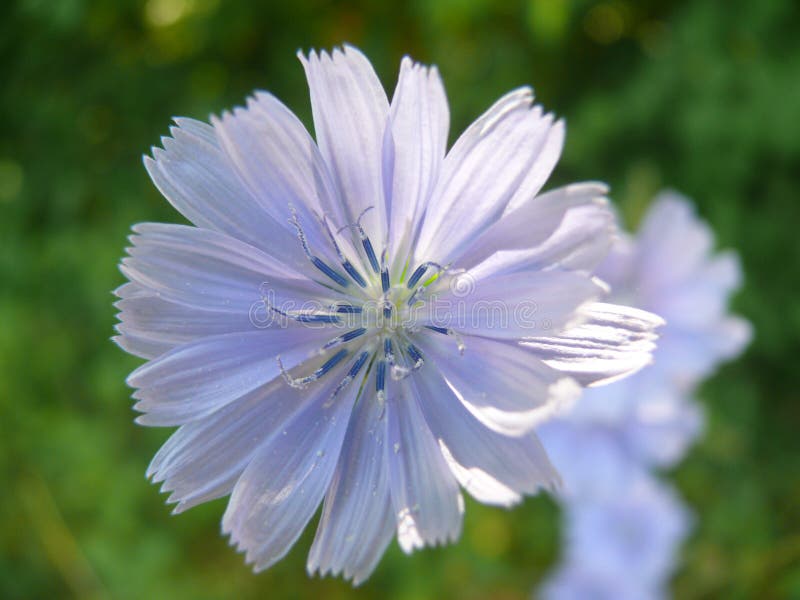 Delicate Blue Flowers Forget-me-on Stock Photo - Image of beautiful ...