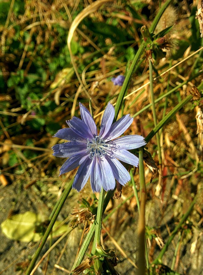 Flower of chicory stock image. Image of flower, purple - 78400449