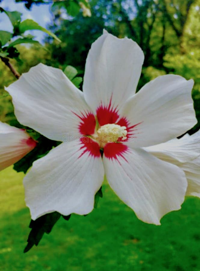 China rose flower stock image. Image of china, joba, whiteflower - 99583801