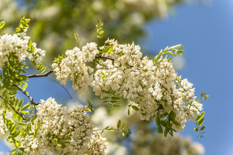 Flower of Chinese Scholartree Stock Photo - Image of blossom ...