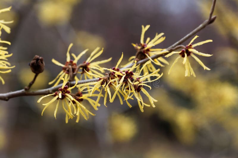 Flower of a Chinese Witch Hazel Stock Photo - Image of flora, fragrant ...