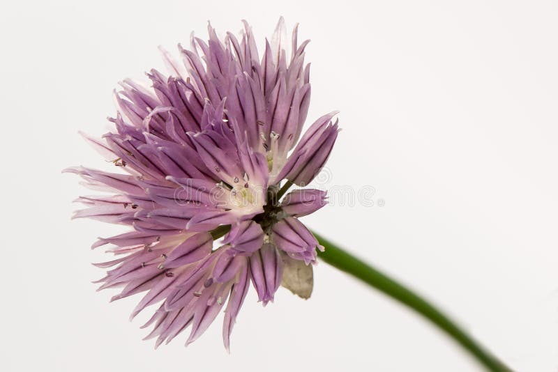 Flower of chive stock photo. Image of macro, micro, chives - 62967142