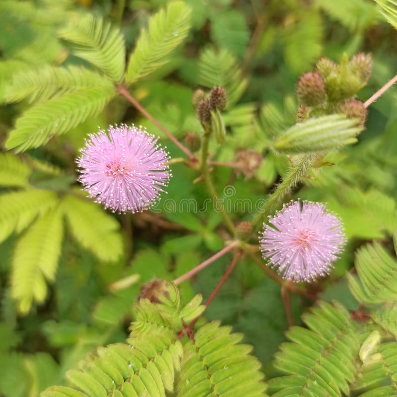 Chui Mui Stock Photos - Free & Royalty-Free Stock Photos from Dreamstime