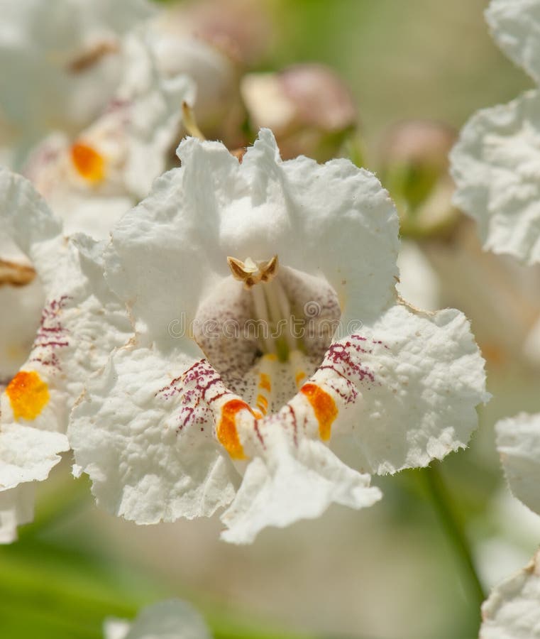 Flower of a Cigar tree stock photo. Image of western - 18285982