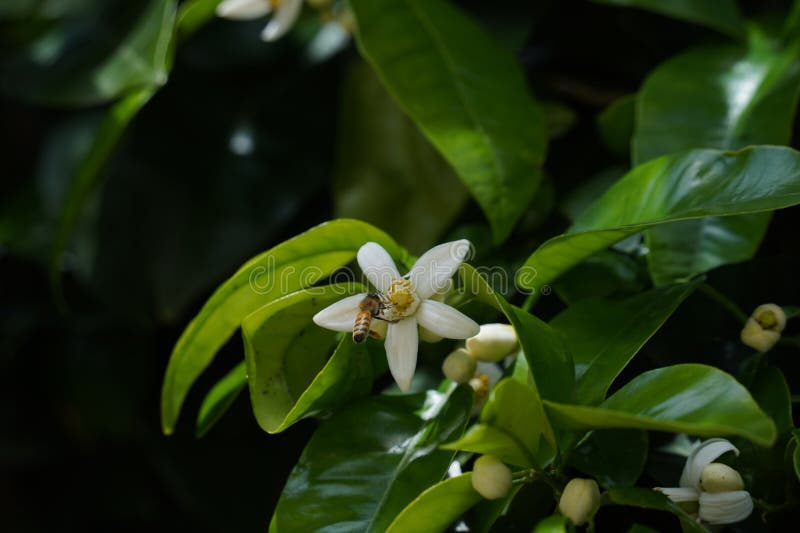 Flower of Citrus Sinensis, Orange Tree Stock Image - Image of green ...