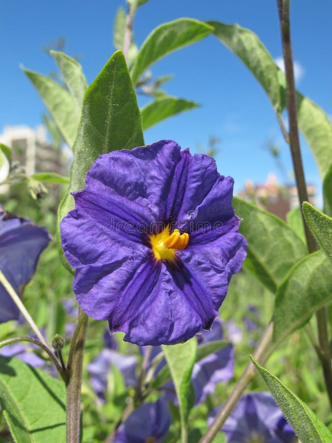 Flower in the city stock image. Image of closeup, city - 31491513