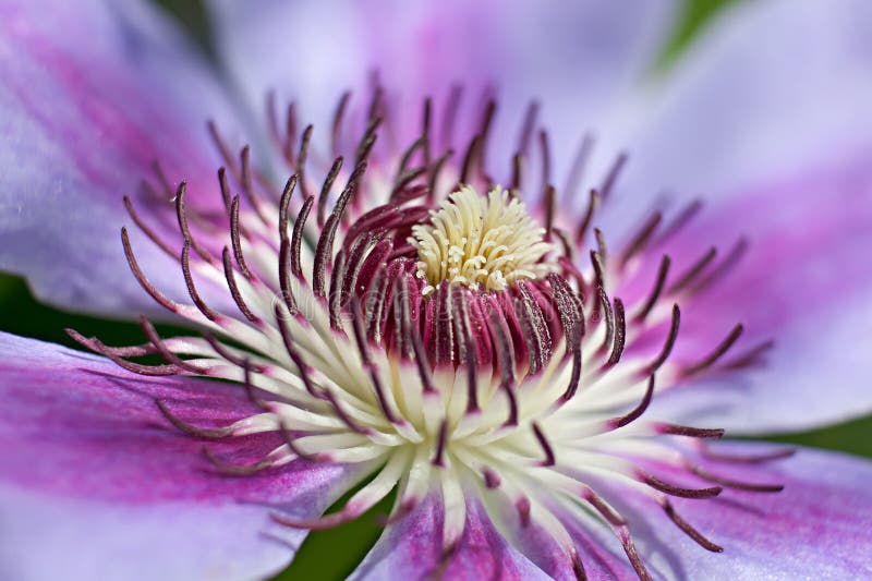 Clematis Flower Buds in the Garden Stock Image - Image of freshness ...