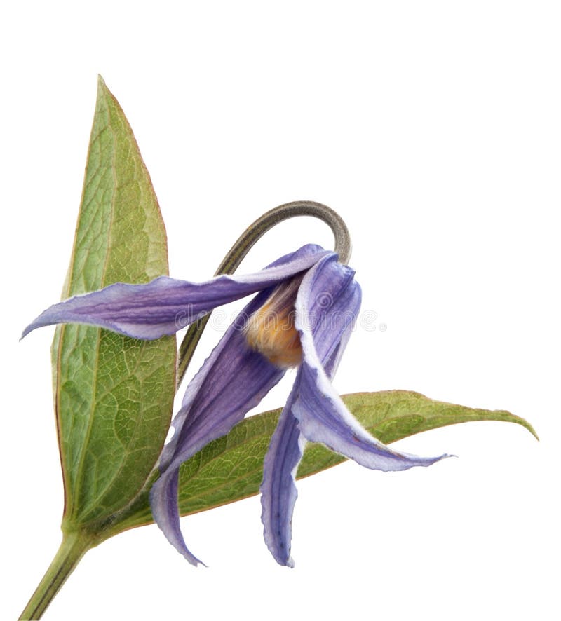 Flower of Clematis Integrifolia Stock Photo - Image of garden, flower ...