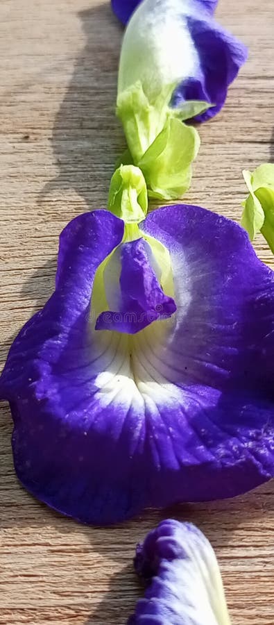 Flower clitoria ternate stock image. Image of plant - 264212987
