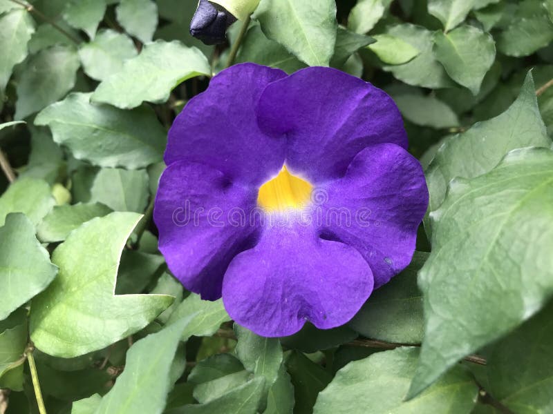 Clock Vine Thunbergia Mysorensis Stock Photo - Image of brown, flower ...