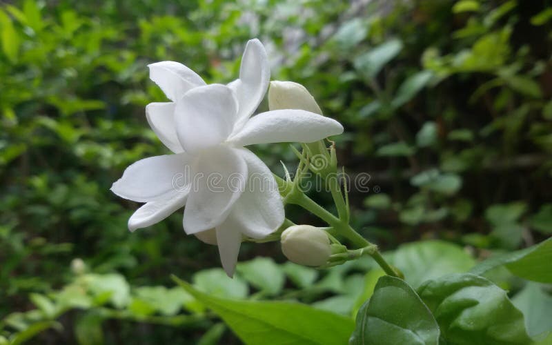 Beli Flower Stock Photos - Free & Royalty-Free Stock Photos from Dreamstime