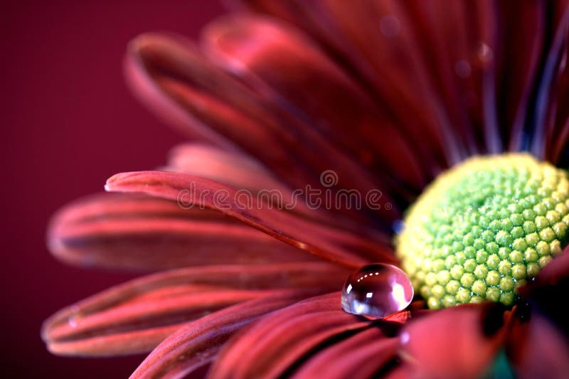 Flower, Close Up, Macro Photography, Pollen Picture. Image: 110951431