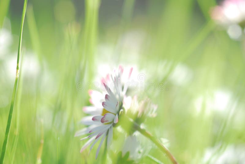 Flower stock image. Image of geologic, flowers, architecture - 91950835