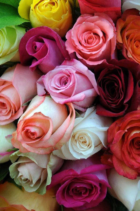 Flower, close up of rose stock image. Image of plant - 204080883