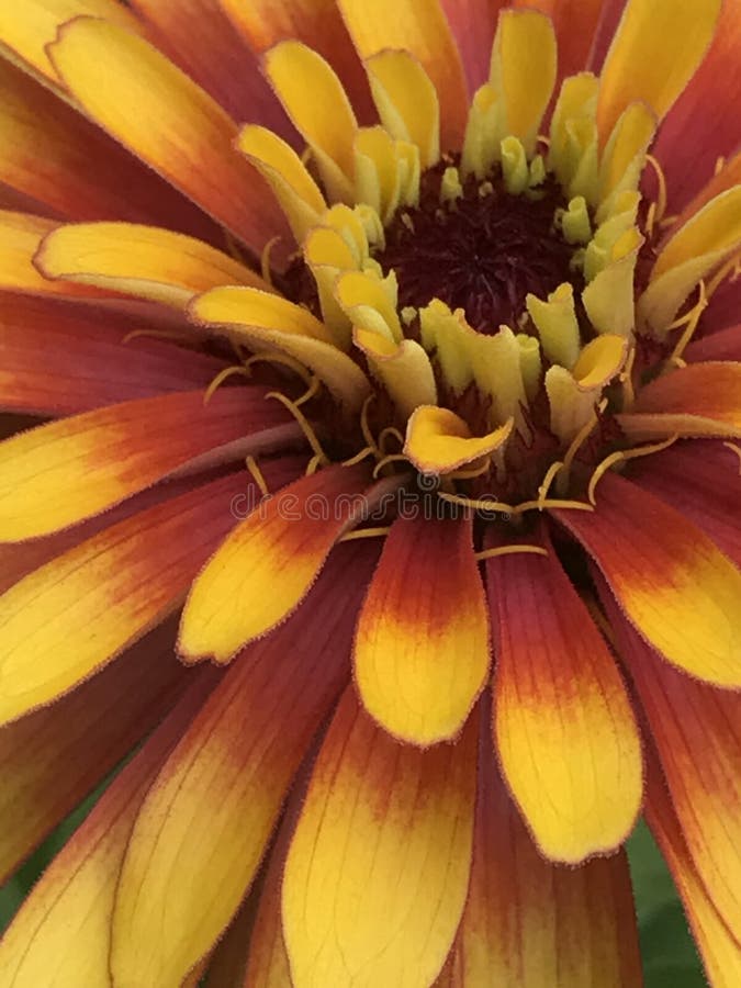 Flower close up side view stock image. Image of side - 98697553