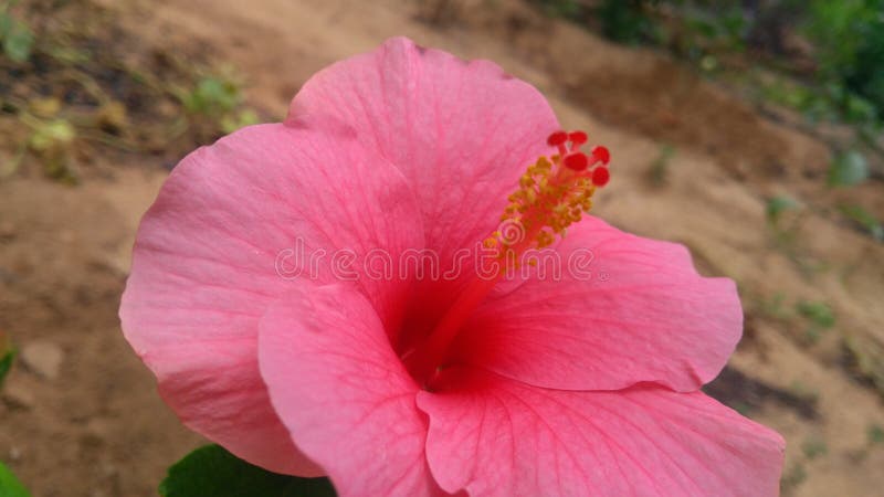 Flower closeup stock photo. Image of petal, used, flower - 96436742