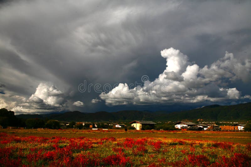 Flower and cloud stock photo. Image of yunnan, light, cloud - 7358816